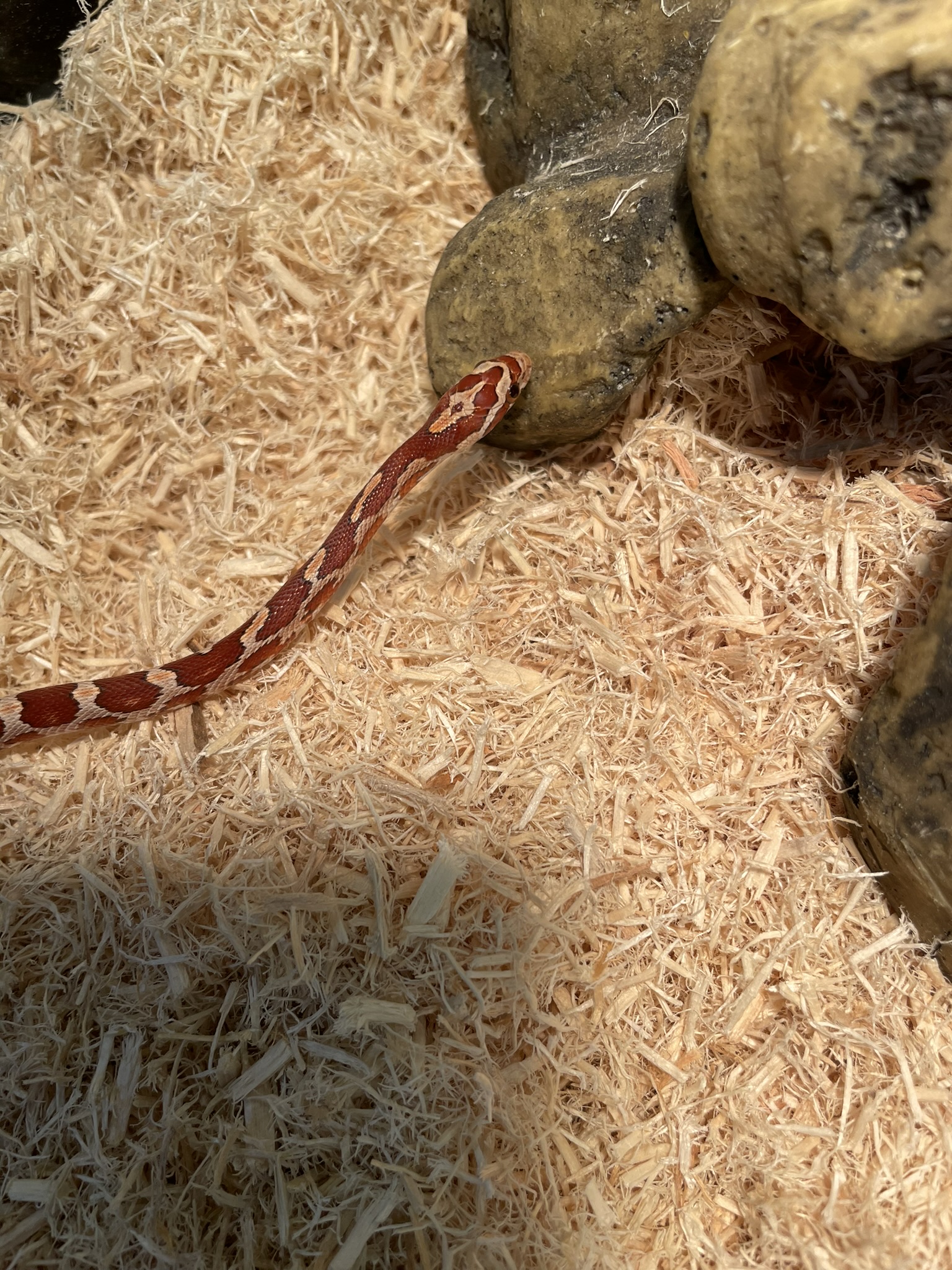 Reptiles for Sale – Petland Racine, Wisconsin