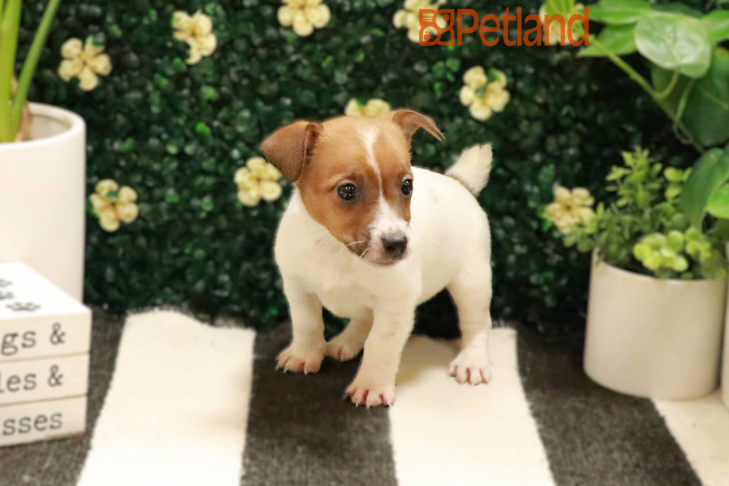 Jack Russell Terrier Puppies For Sale – Petland Racine, Wisconsin