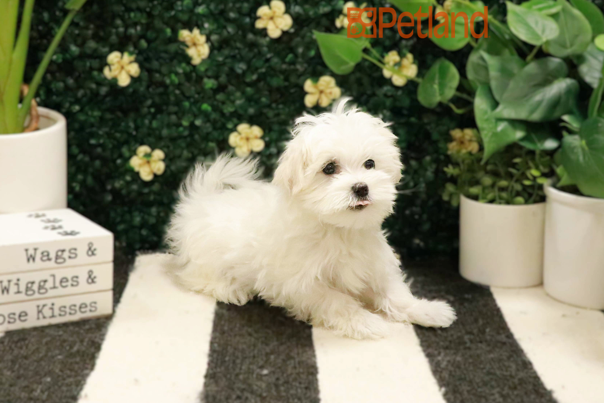 Find Available Pets Puppies | Petland Racine, Wisconsin