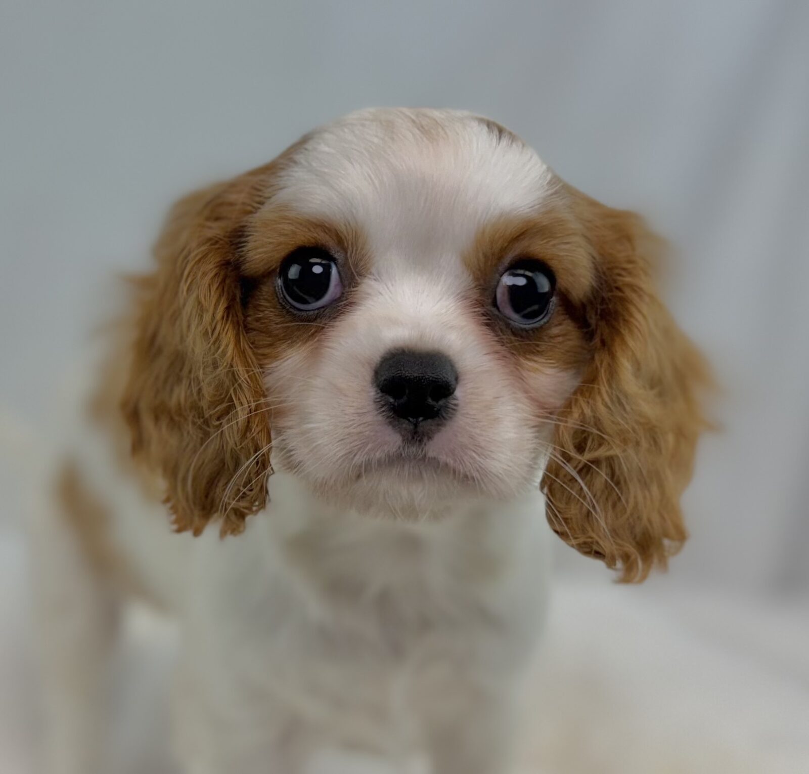 Find Available Pets Puppies | Petland Racine, Wisconsin