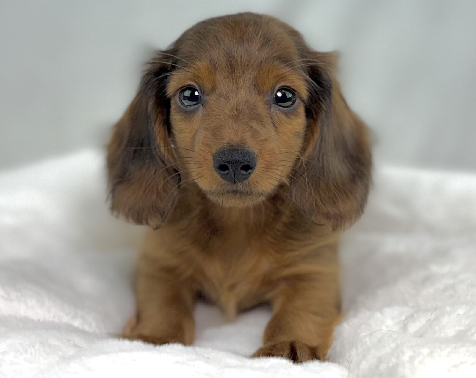 Find Available Pets Puppies | Petland Racine, Wisconsin