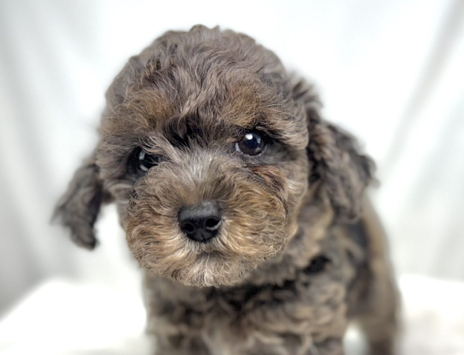 Find Available Pets Puppies | Petland Racine, Wisconsin