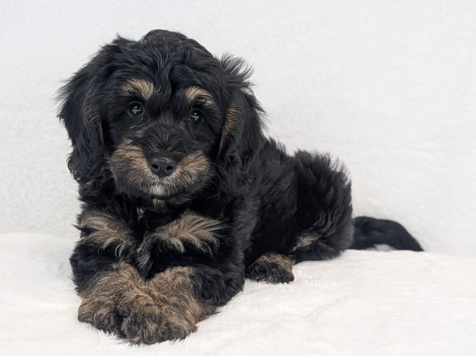 Puppies For Sale | Petland Racine & Milwaukee, Wi