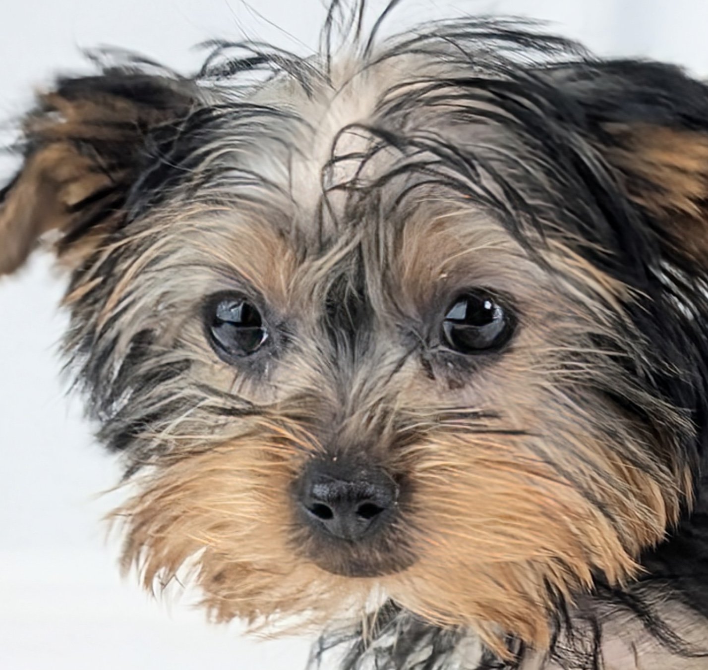Yorkshire Terrier Puppy Black / Tan ID: 31821 Located at Petland Racine ...